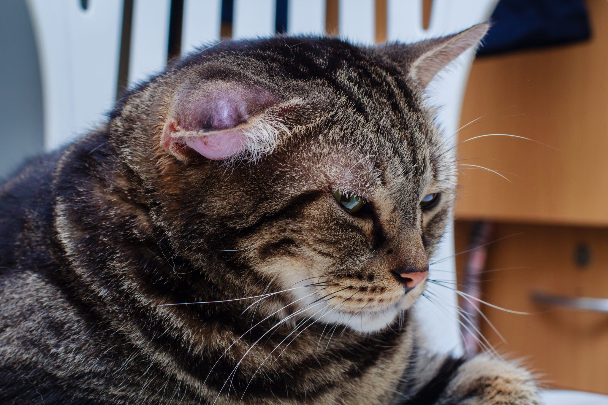 Othaematoom of bloedoor bij de hond of de kat - Online Dierenarts