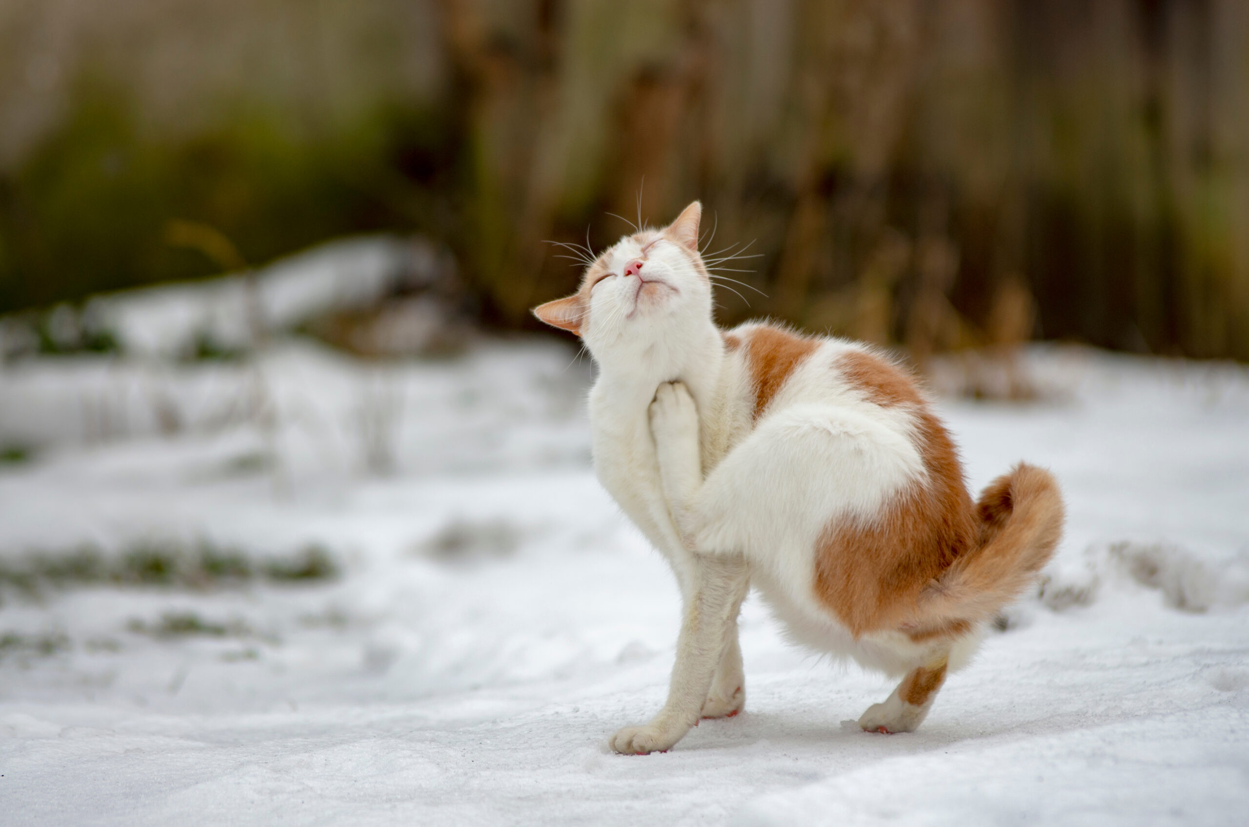 Kunnen katten vlooien hebben in de winter? - Online Dierenarts