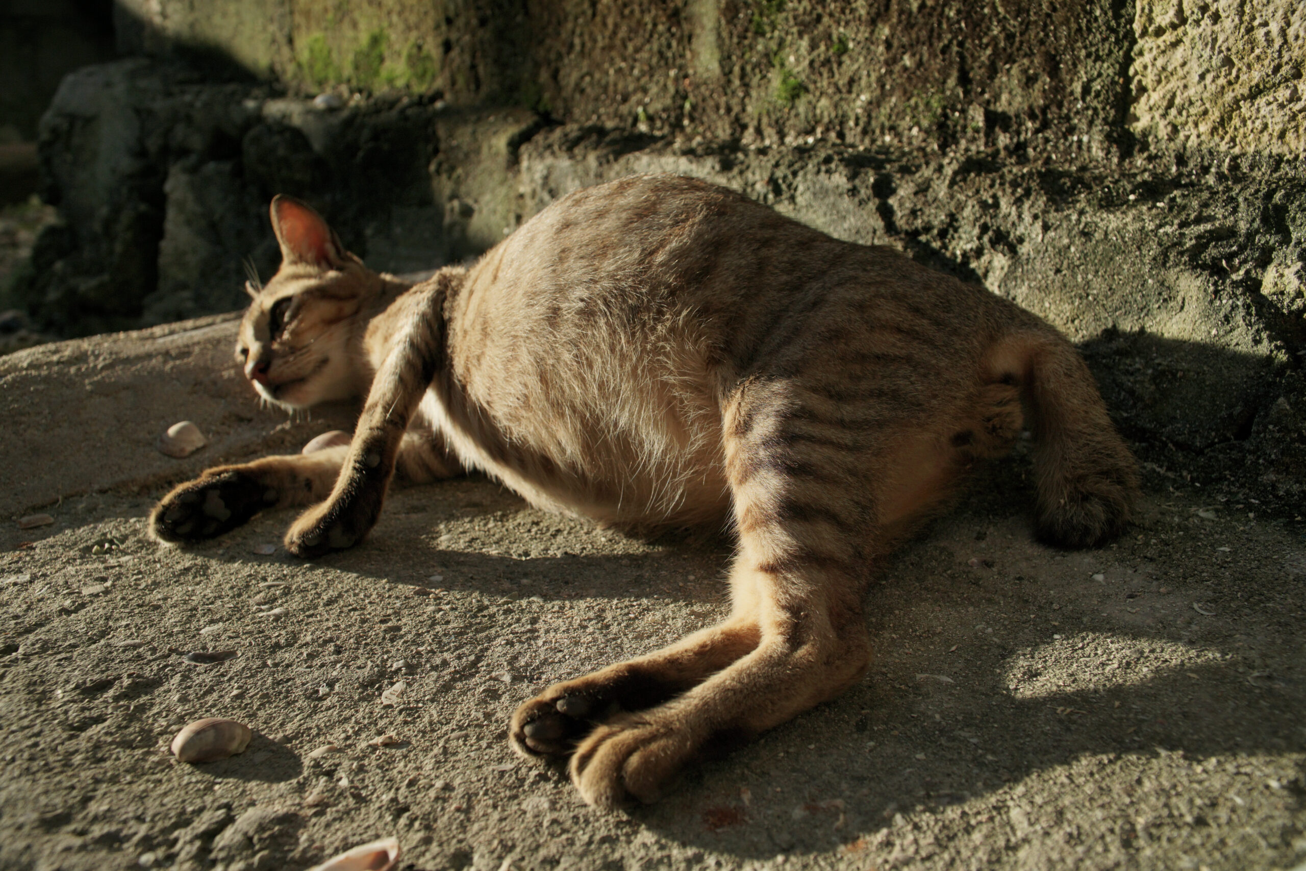 Feline Infectieuze Peritonitis (FIP) - Online Dierenarts